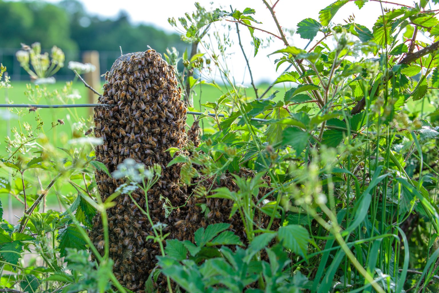 Home – St Albans Bees – St Albans & District Beekeepers Association