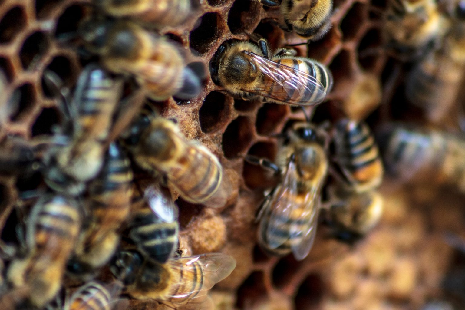 Home – St Albans Bees – St Albans & District Beekeepers Association