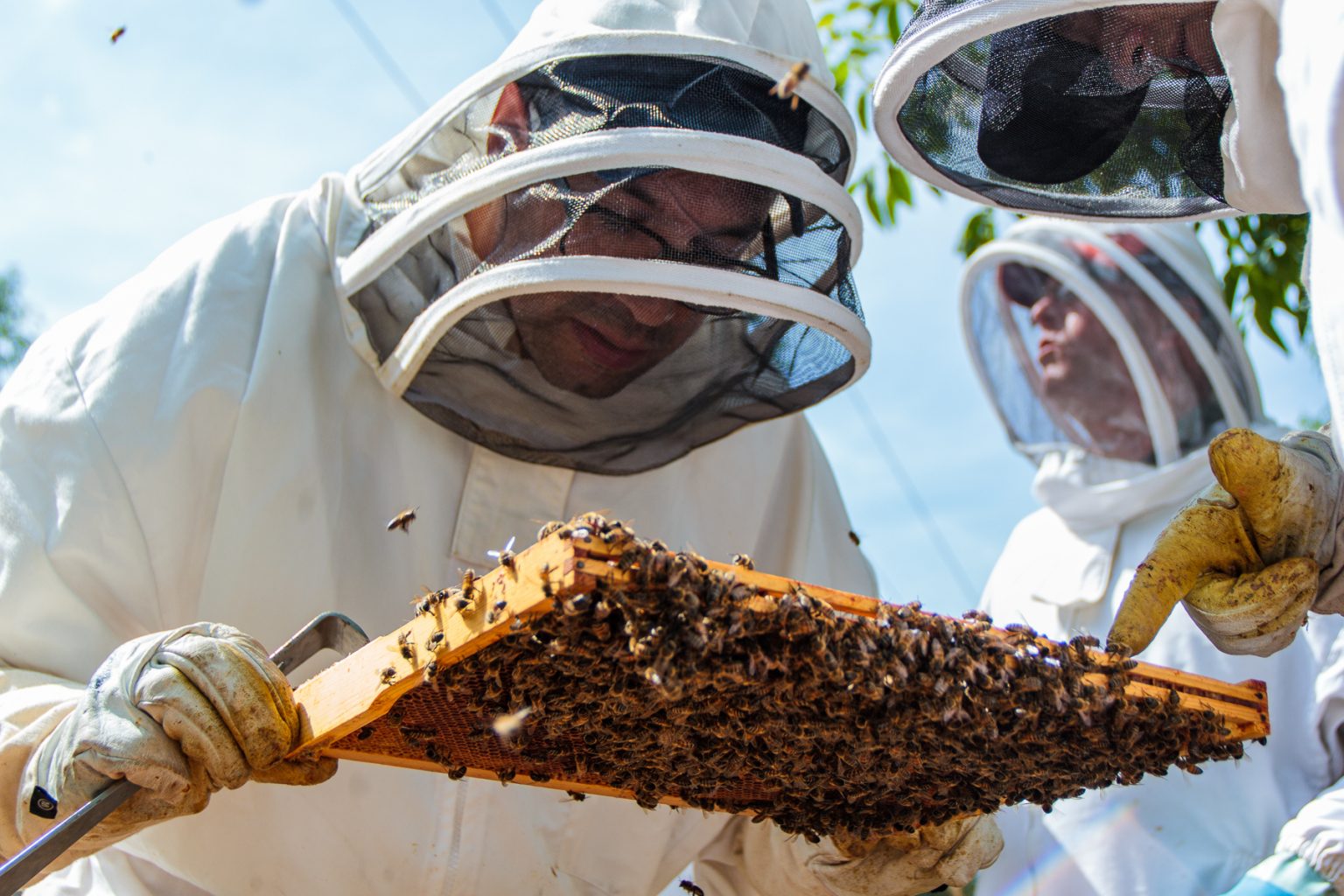 Home – St Albans Bees – St Albans & District Beekeepers Association