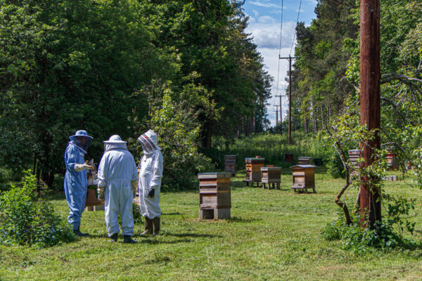 Home – St Albans Bees – St Albans & District Beekeepers Association